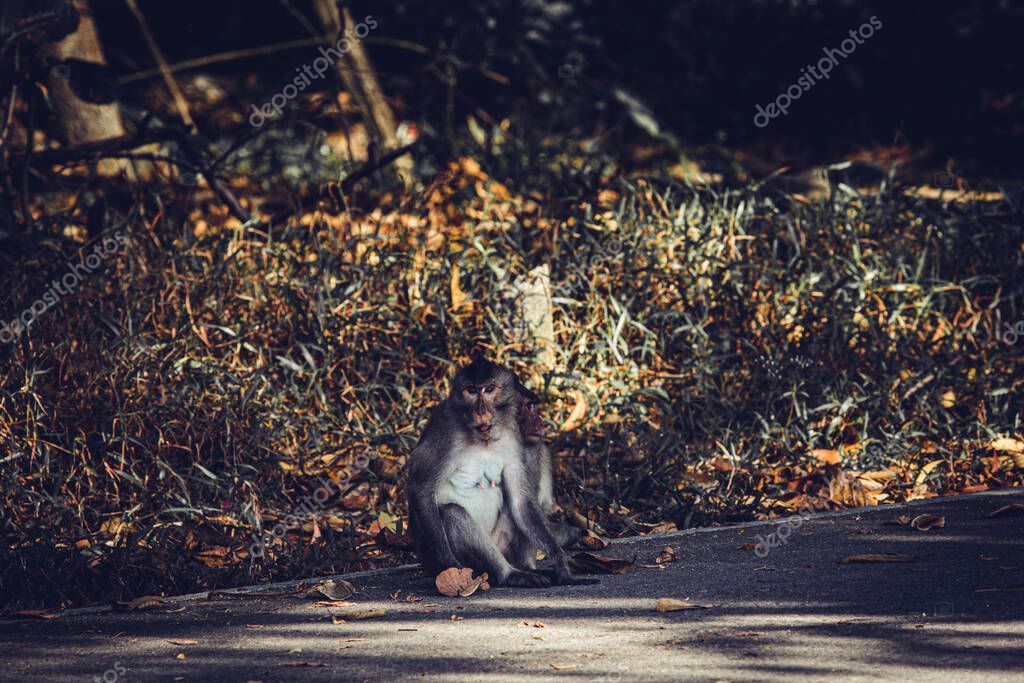 Monos bebé buscando comida en cubos de basura. Hambruna y problemas ...