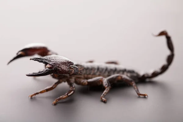 Insecto plastilina Stock Photos, Royalty Free Insecto plastilina Images ...