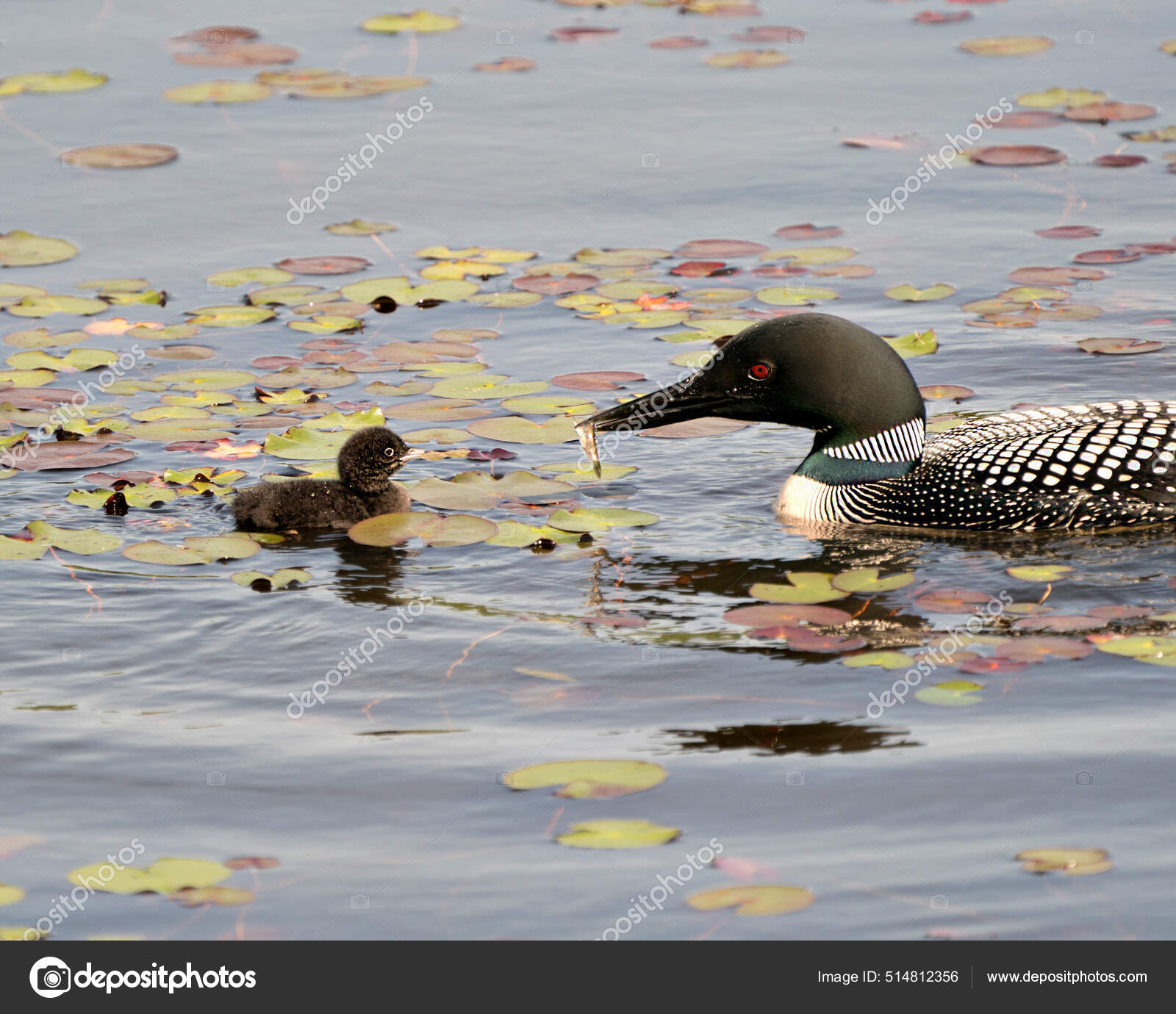 Common Loon Baby Chick Loon Swimming Pond Celebrating New Life — Stock ...