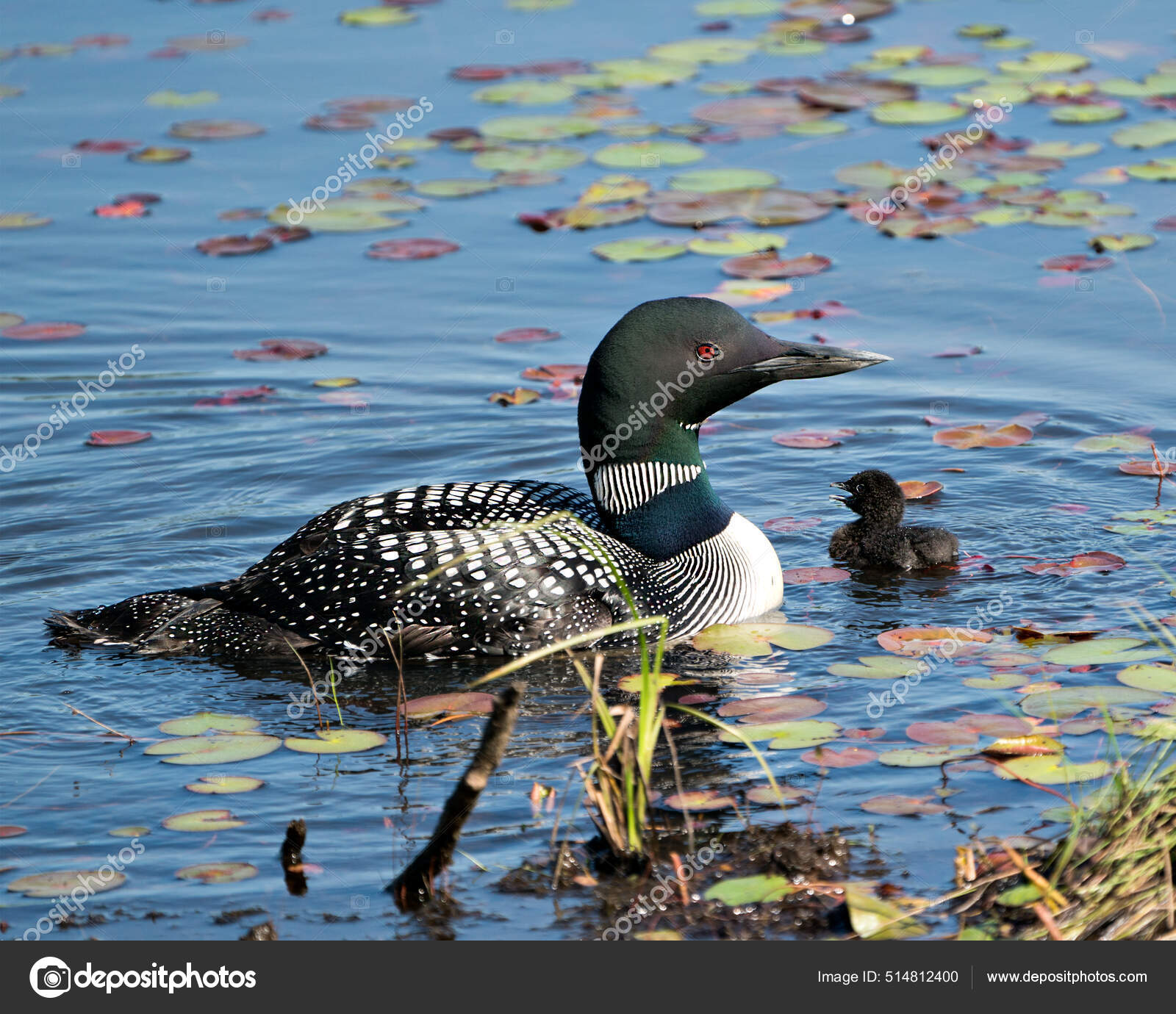 Common Loon Baby Chick Loon Swimming Pond Celebrating New Life — Stock ...