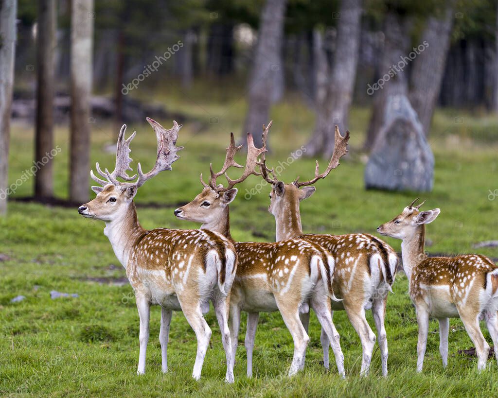 Vista del perfil de los ciervos en el campo con hierba y árboles de ...