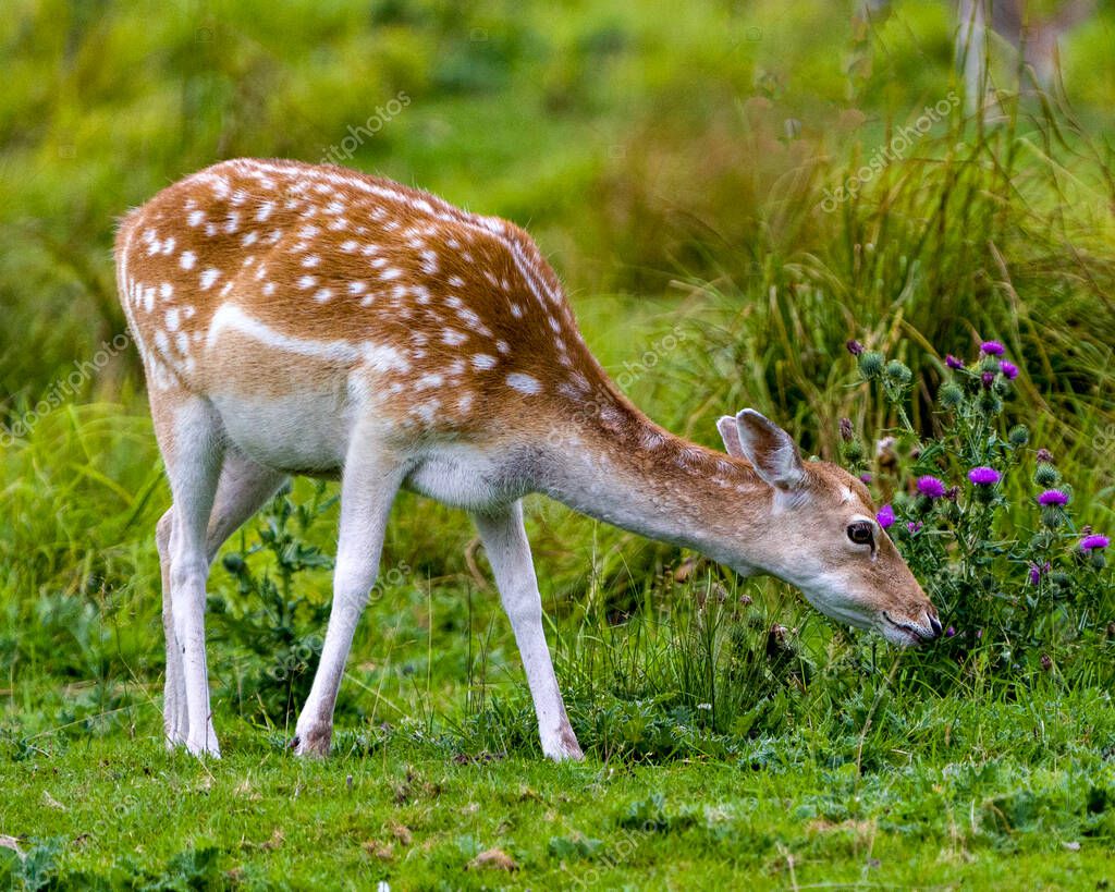 Vista del perfil de ciervo de cerca comiendo hierba en el campo con ...