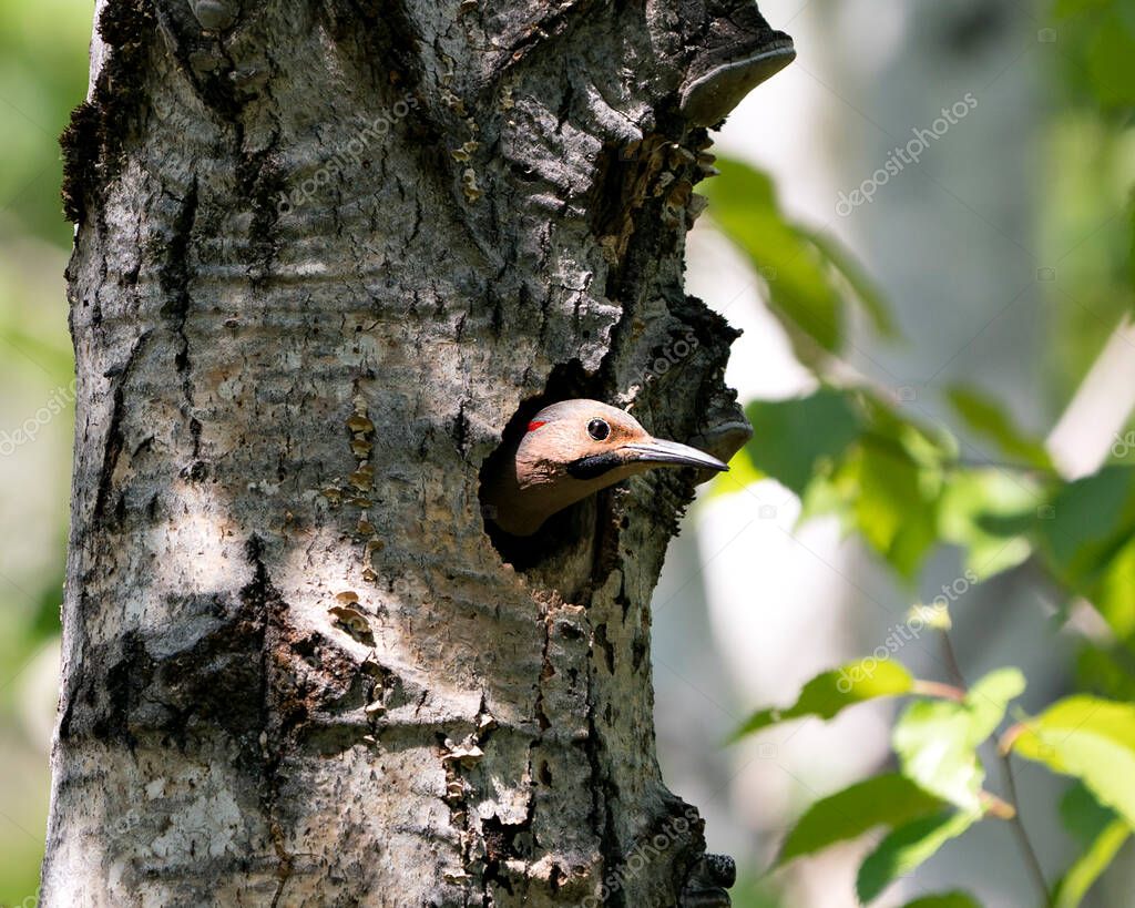 Northern Flicker bird head shot close-up view in its nest cavity ...