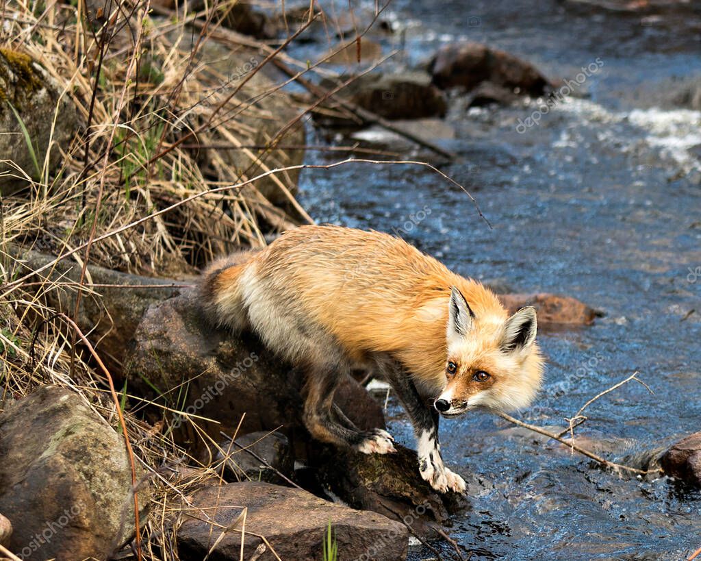 Red Fox cerca del río en la temporada de primavera con fondo de agua ...