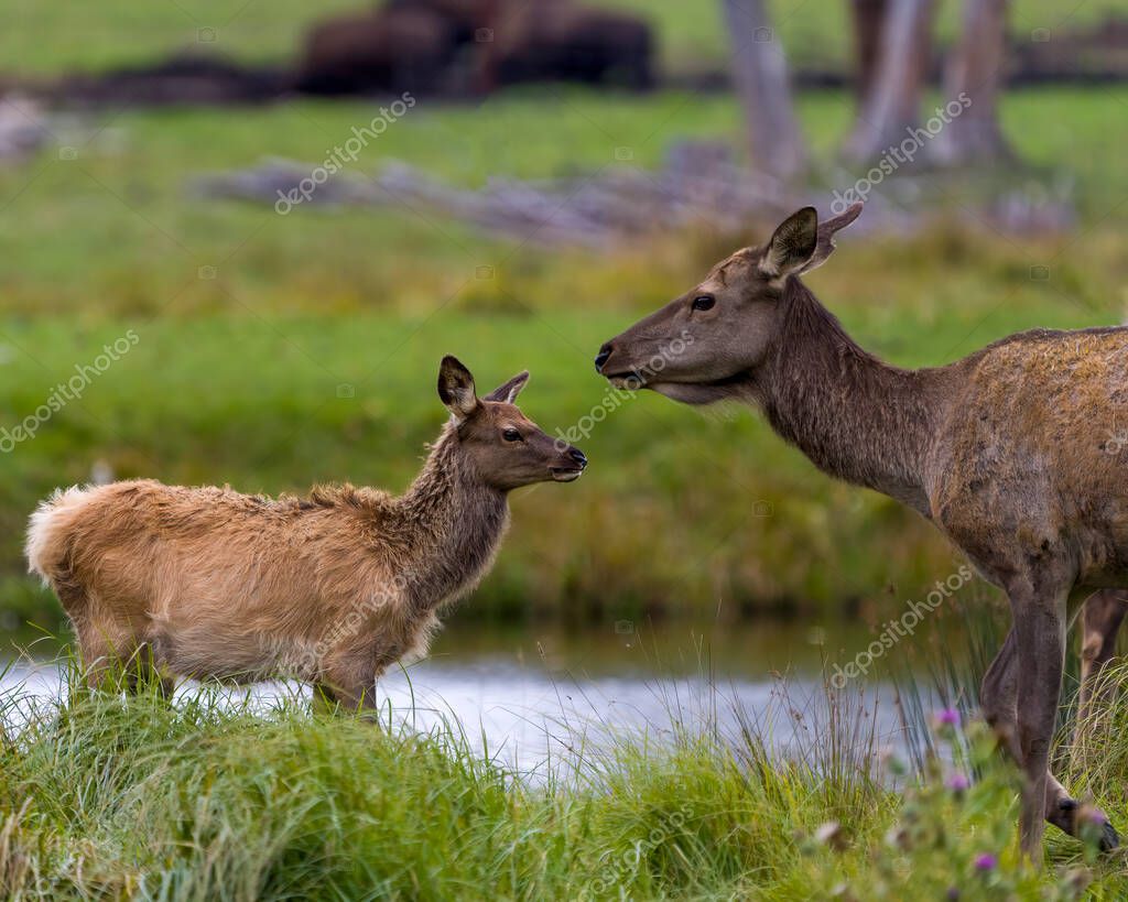 Vaca alce con sus crías junto al río mirándose unas a otras con un ...