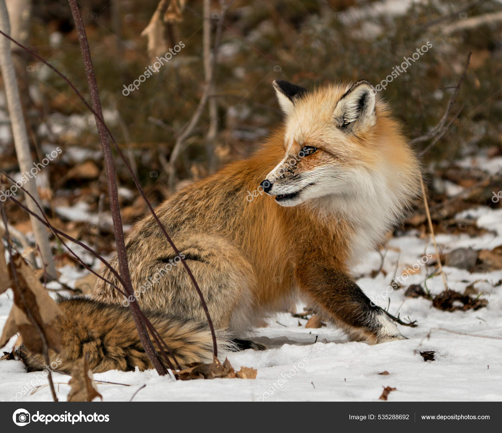 Red Unique Fox Close Profile Side View Spring Season Its — Stock Photo ...