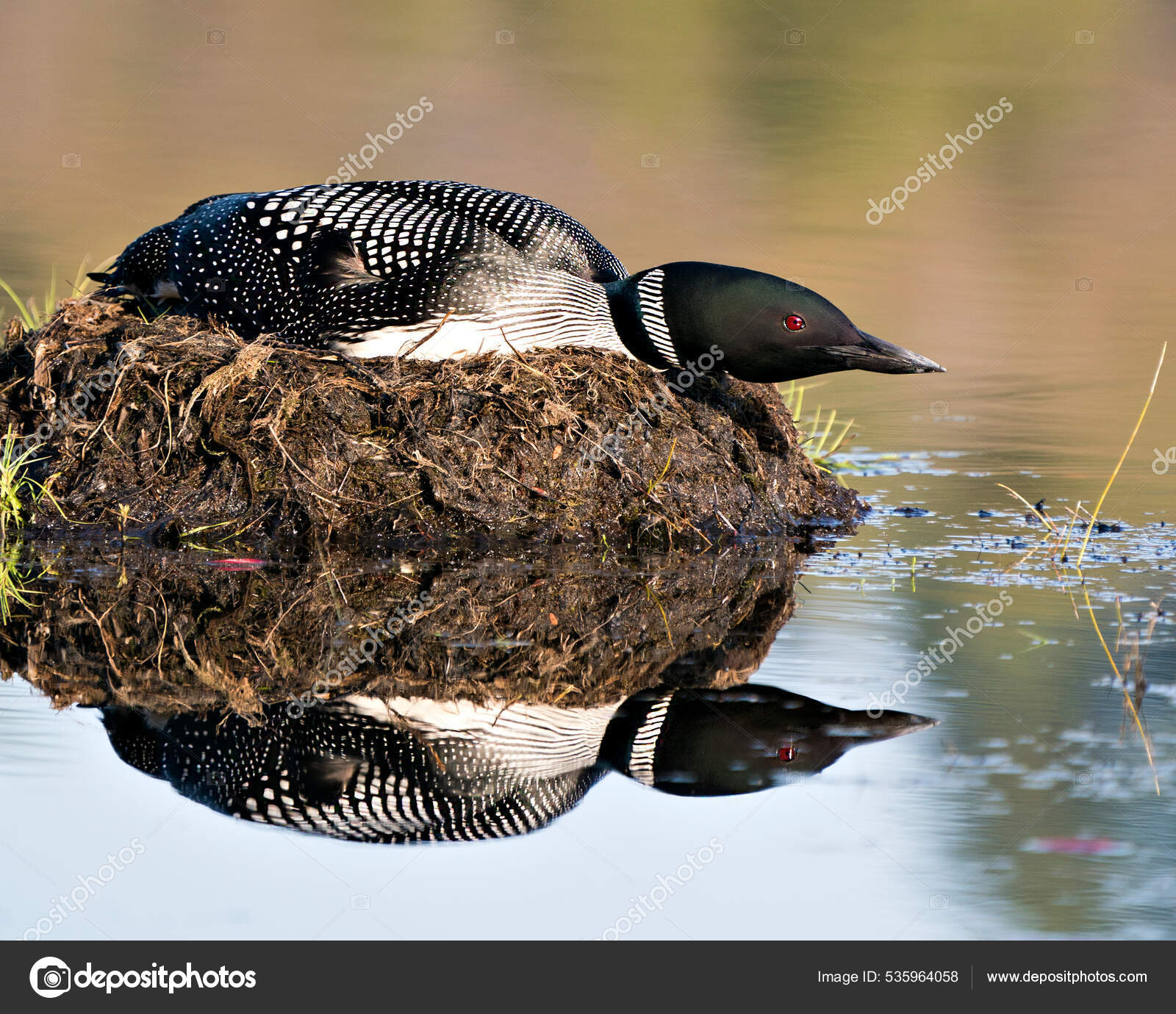 Loon Nesting Its Nest Marsh Grasses Mud Water Lake Shore — Stock Photo ...