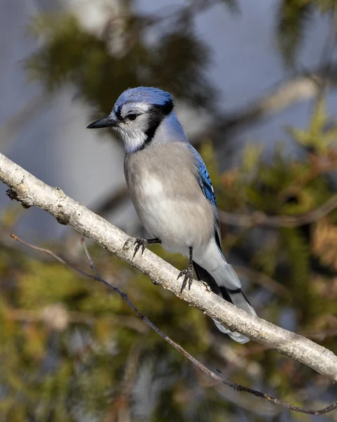 Blue jay family Stock Photos, Royalty Free Blue jay family Images ...