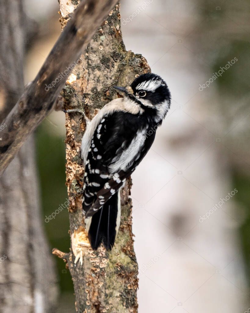 Pájaro carpintero hembra en un tronco de árbol con un fondo borroso en ...