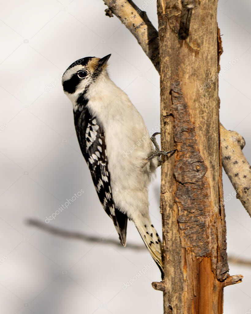 Pájaro carpintero Downy hembra en un tronco de árbol con un fondo ...