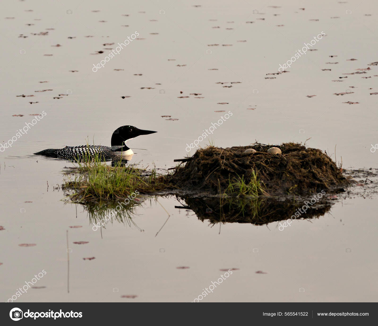 Loon Swimming Her Nest Two Brown Eggs Nest Marsh Grasses — Stock Photo ...