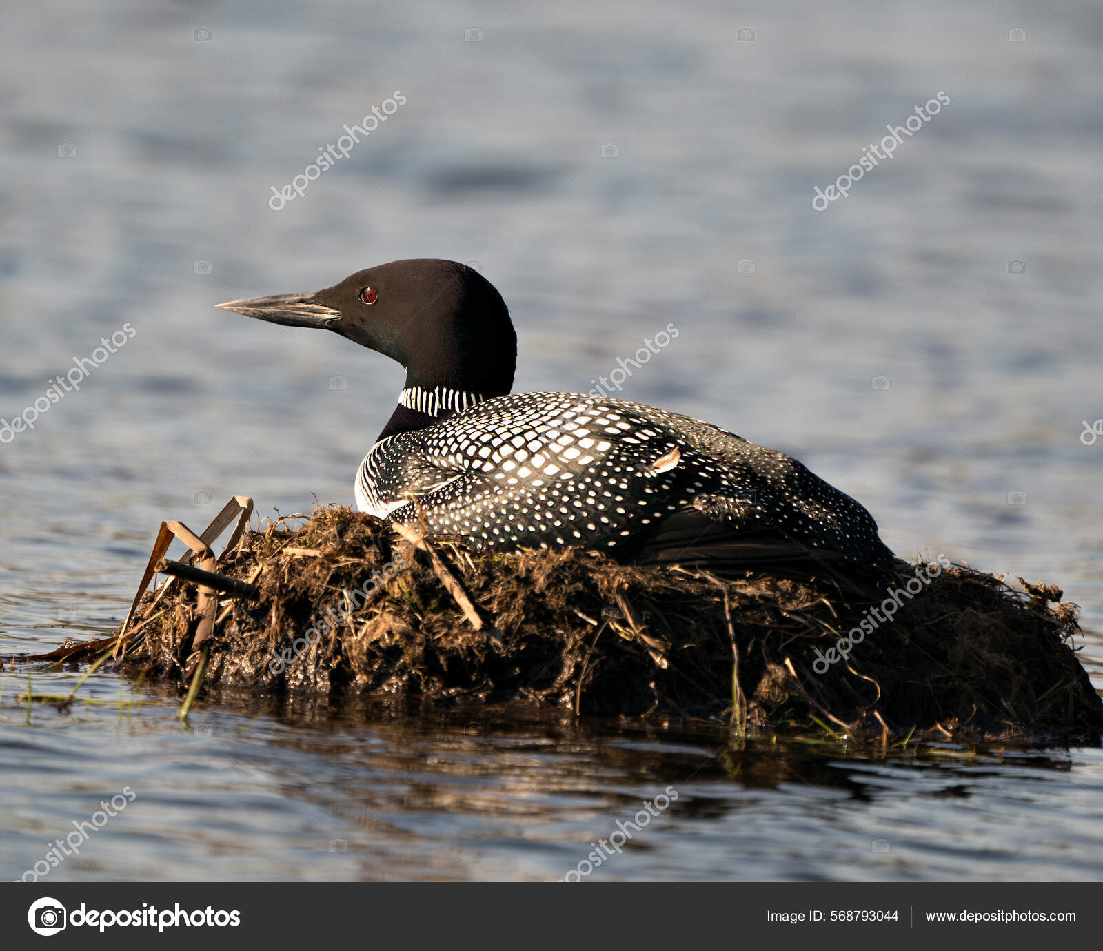 Common Loon Nesting Its Nest Marsh Grasses Mud Water Lake Stock Photo by ©RejeanAline 568793044