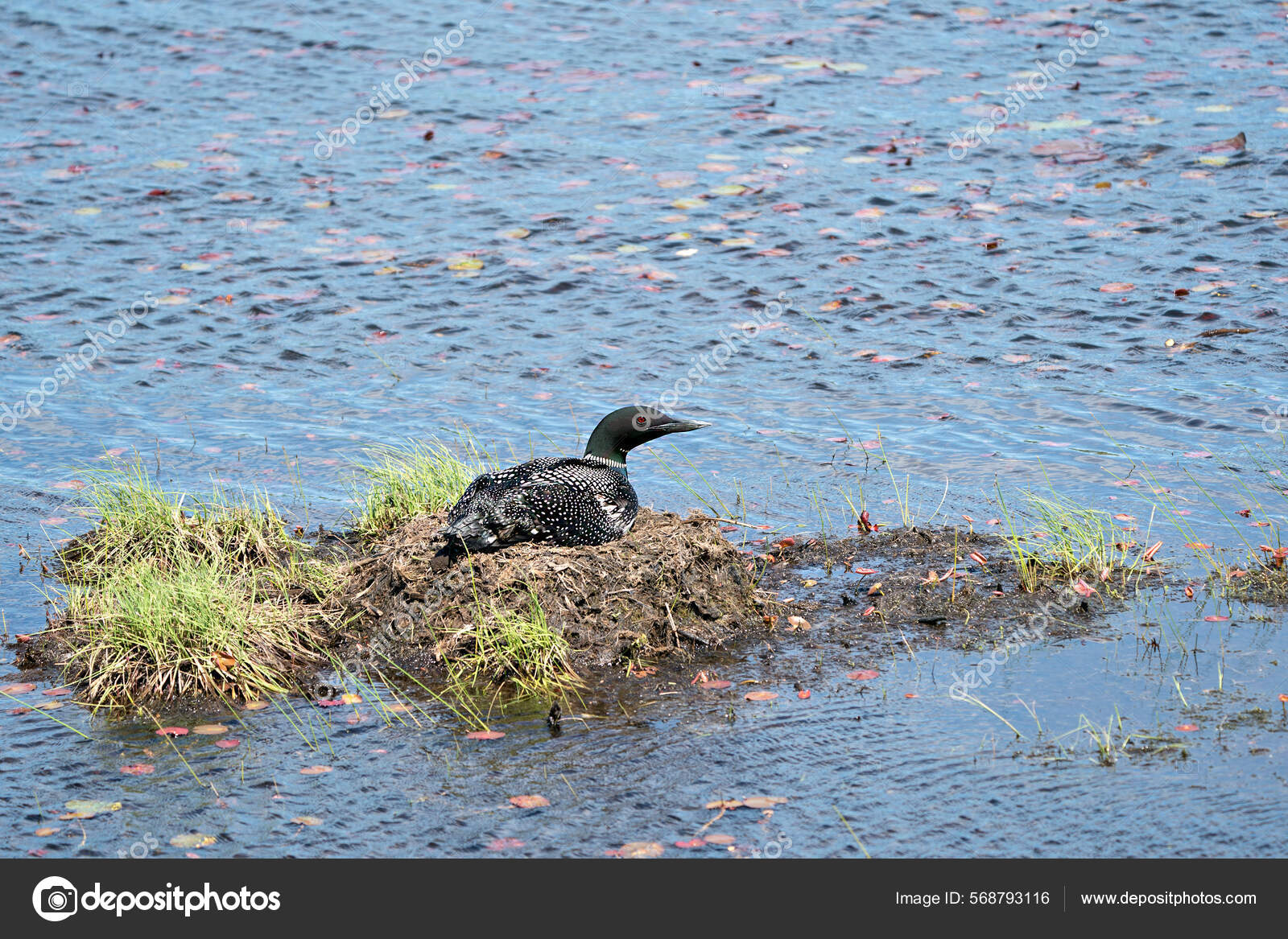 Common Loon Nesting Guarding Nest Lake Shore Its Environment Habitat ...