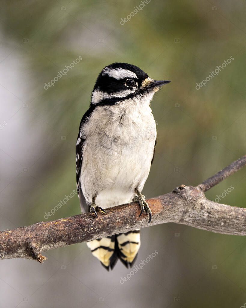 Pájaro carpintero hembra en un tronco de árbol con un fondo borroso en ...
