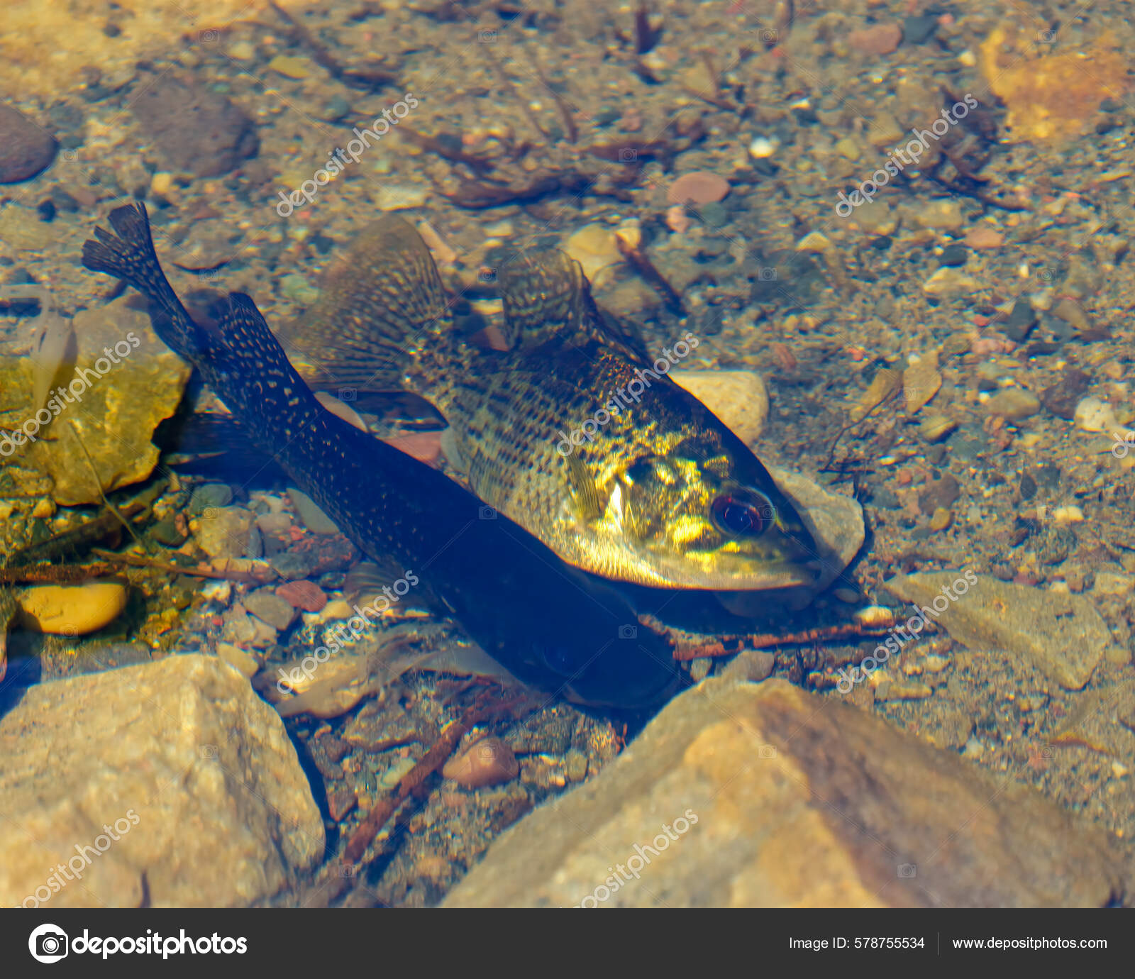 Fish Mating Season Springtime Displaying Mating Position Eyes Dorsal ...