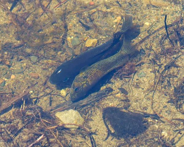 Fish Mating Season Springtime Displaying Mating Position Eyes Dorsal ...
