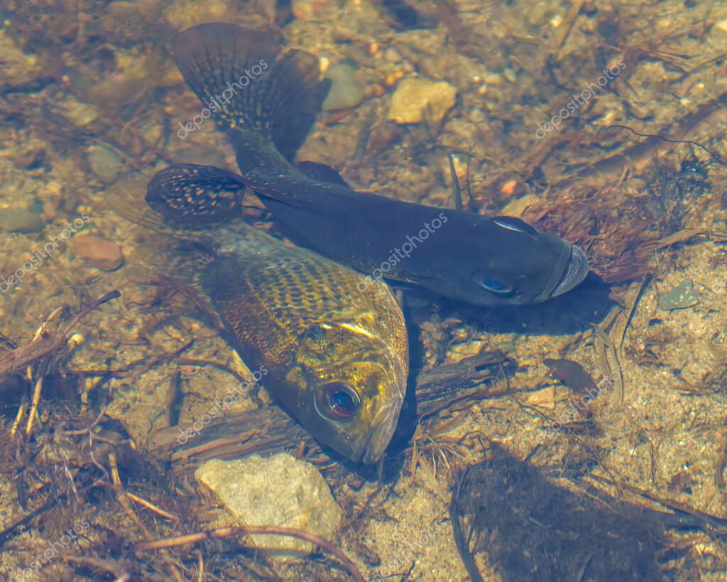 Temporada de apareamiento de peces en primavera mostrando su posición ...