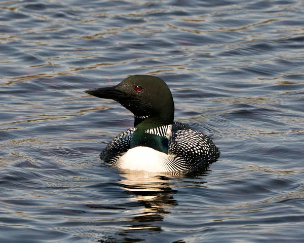 Vintage loon Stock Photos, Royalty Free Vintage loon Images | Depositphotos
