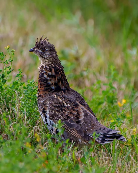 Female grouse Stock Photos, Royalty Free Female grouse Images ...