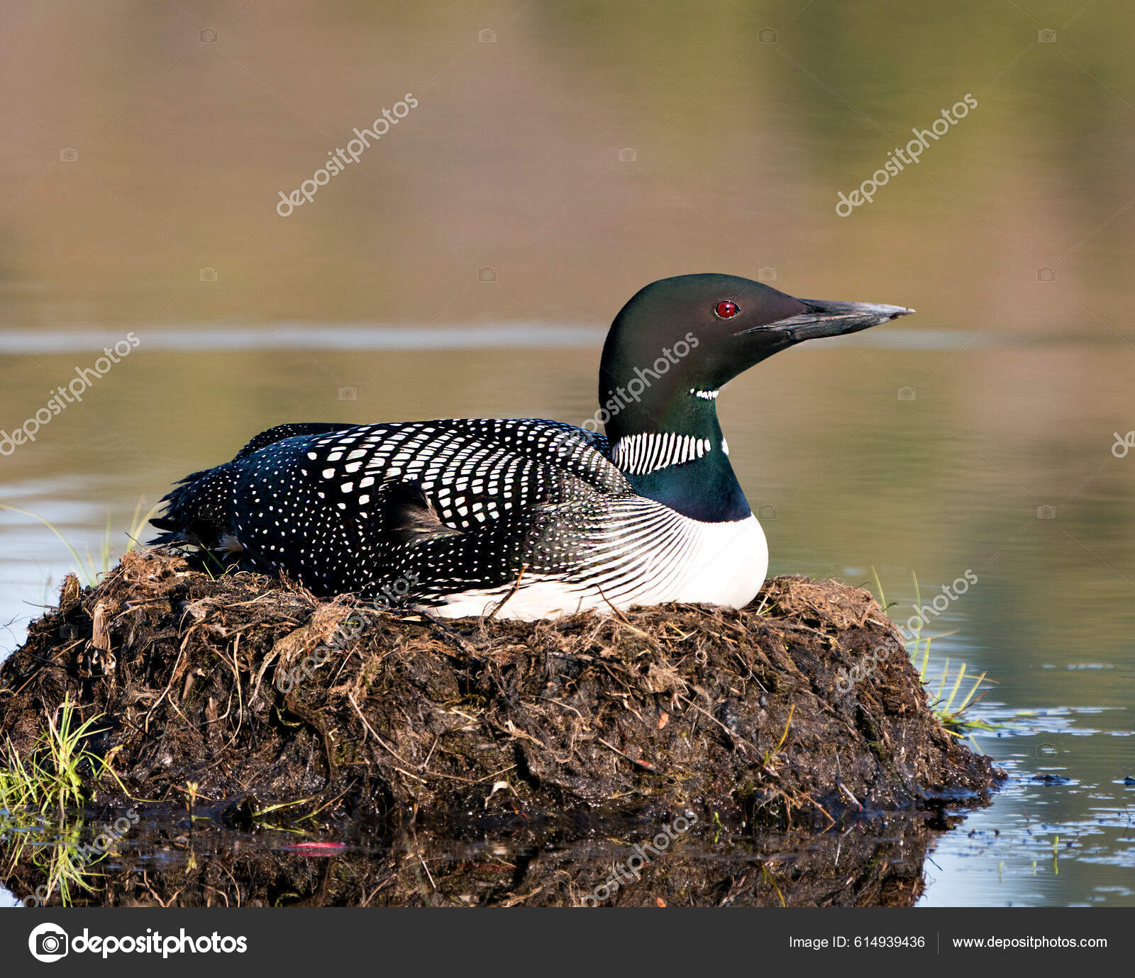Loon Nesting Its Nest Marsh Grasses Mud Water Lakeshore Its — Stock ...