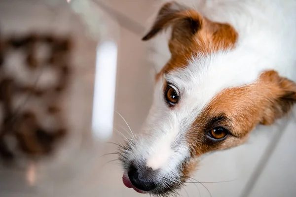 Cute small dog eat dog food, close up.Vitamin delicacy, healthy diet ...