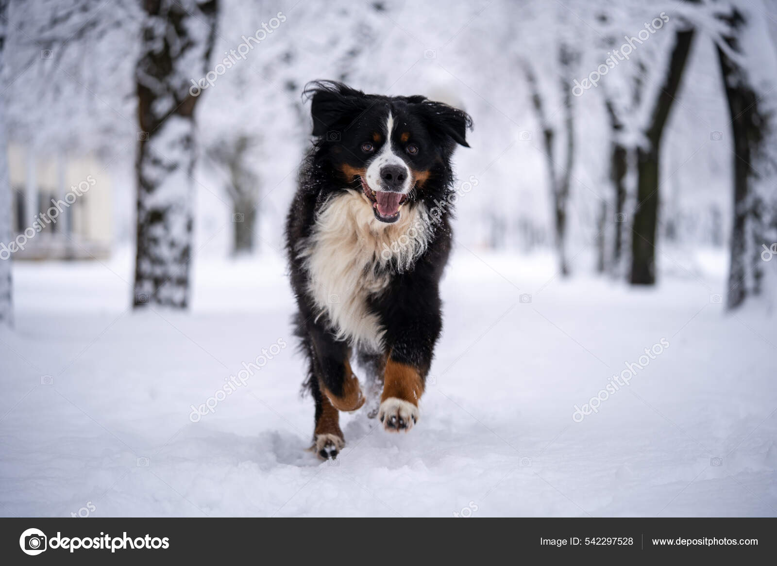 Bernese Mountain Dog In Snow