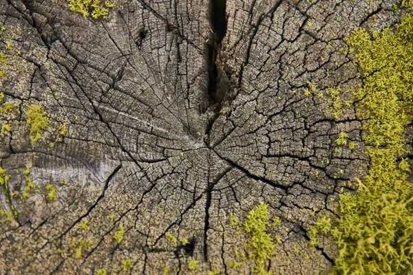 Cracked oak tree Stock Photos, Royalty Free Cracked oak tree Images ...