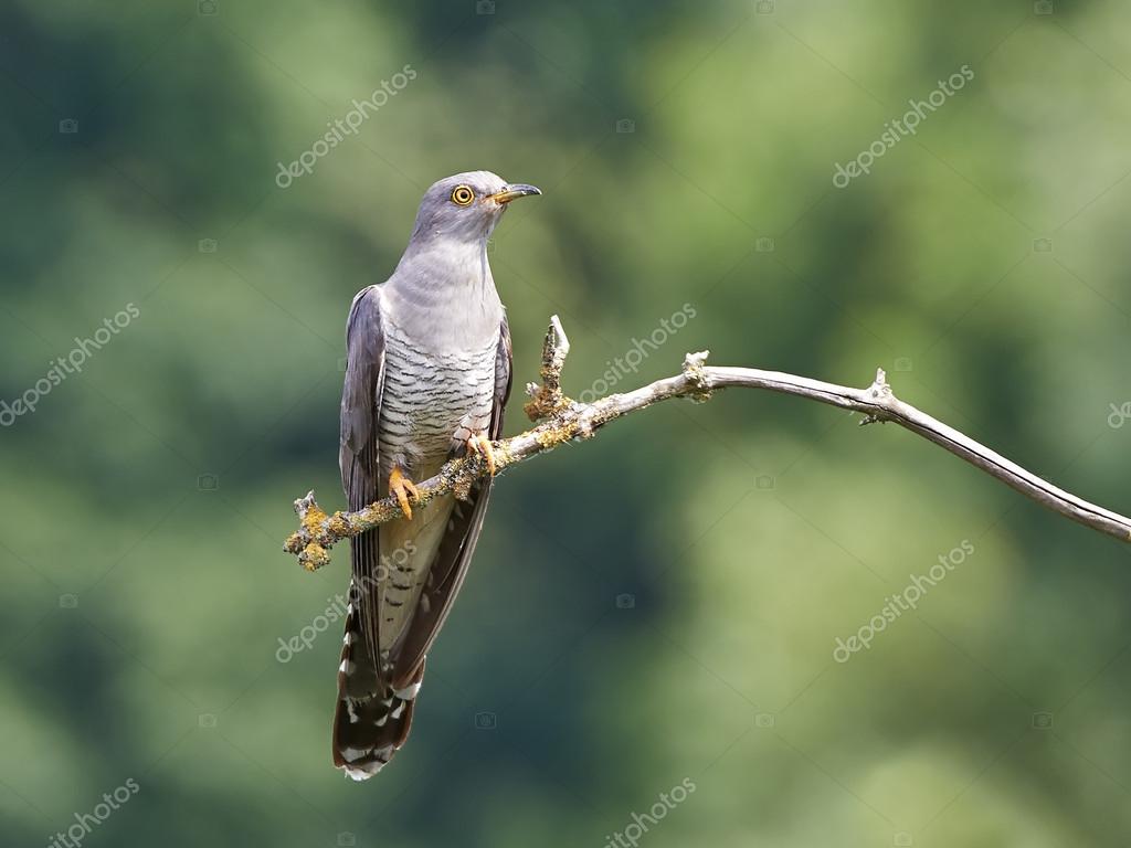 Common Cuckoo (Cuculus canorus) — Stock Photo © DennisJacobsen #51535255
