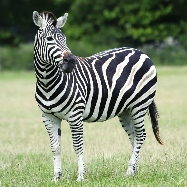 Fat zebra Stock Photos, Royalty Free Fat zebra Images | Depositphotos