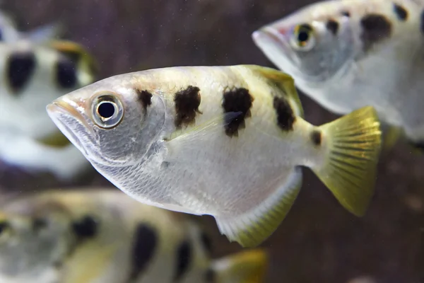 Archerfish Stock Photos, Royalty Free Archerfish Images | Depositphotos