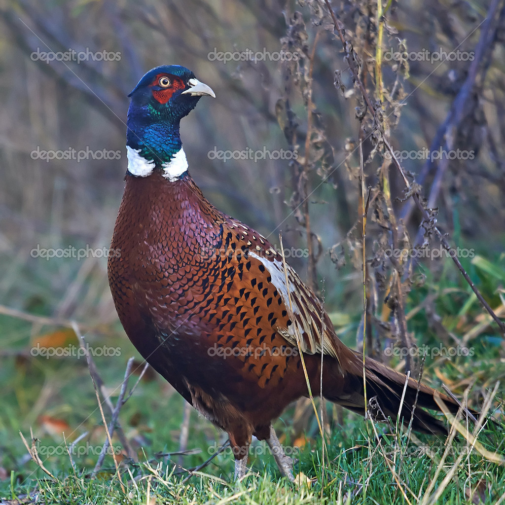 Common Pheasant (Phasianus colchicus) — Stock Photo © DennisJacobsen ...