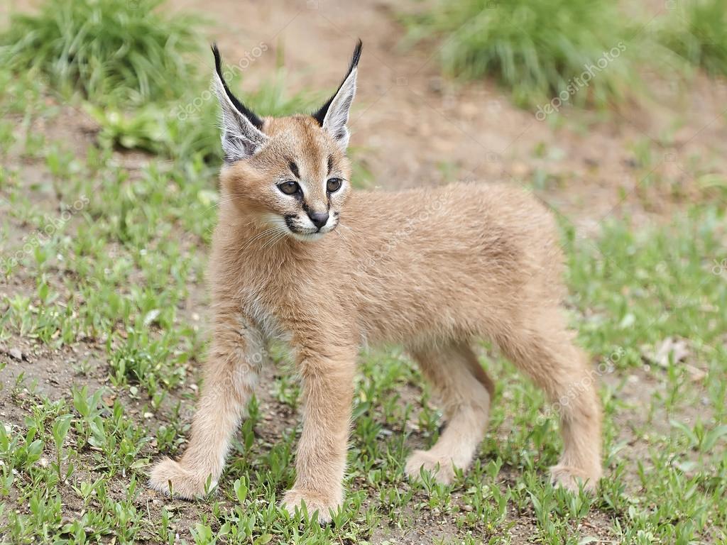 Caracal Cat Baby