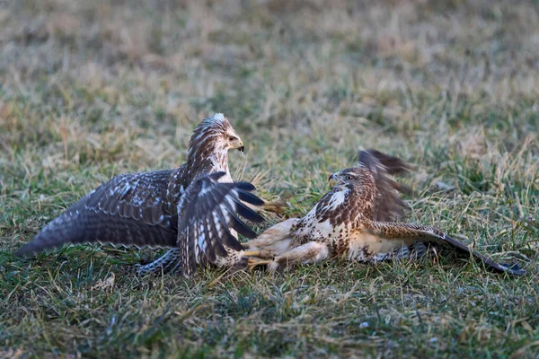 Hawk Hunting Prey
