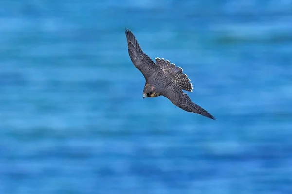 Blue peregrine falcon Stock Photos, Royalty Free Blue peregrine falcon ...