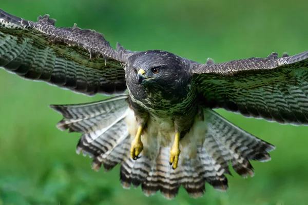 Fantasy hawk Stock Photos, Royalty Free Fantasy hawk Images | Depositphotos