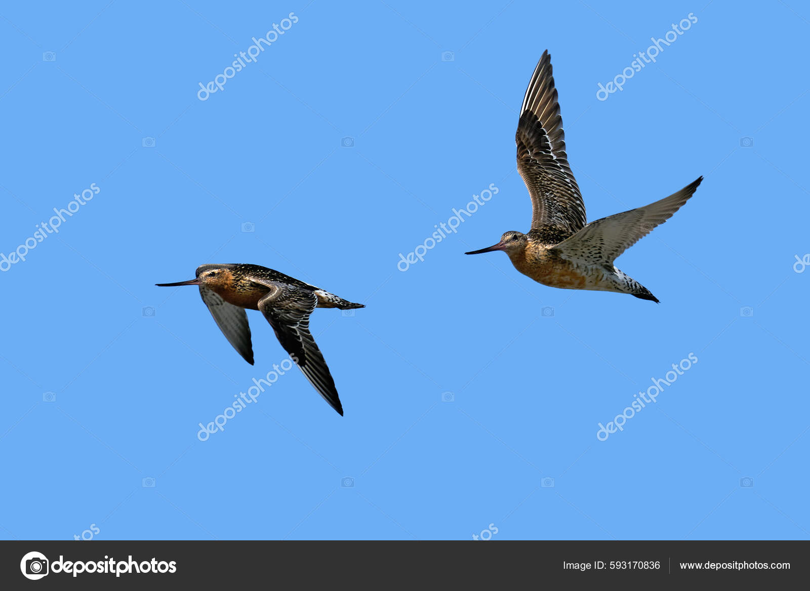 Bar Tailed Godwits Flight Natural Enviroment Denmark — Stock Photo ...