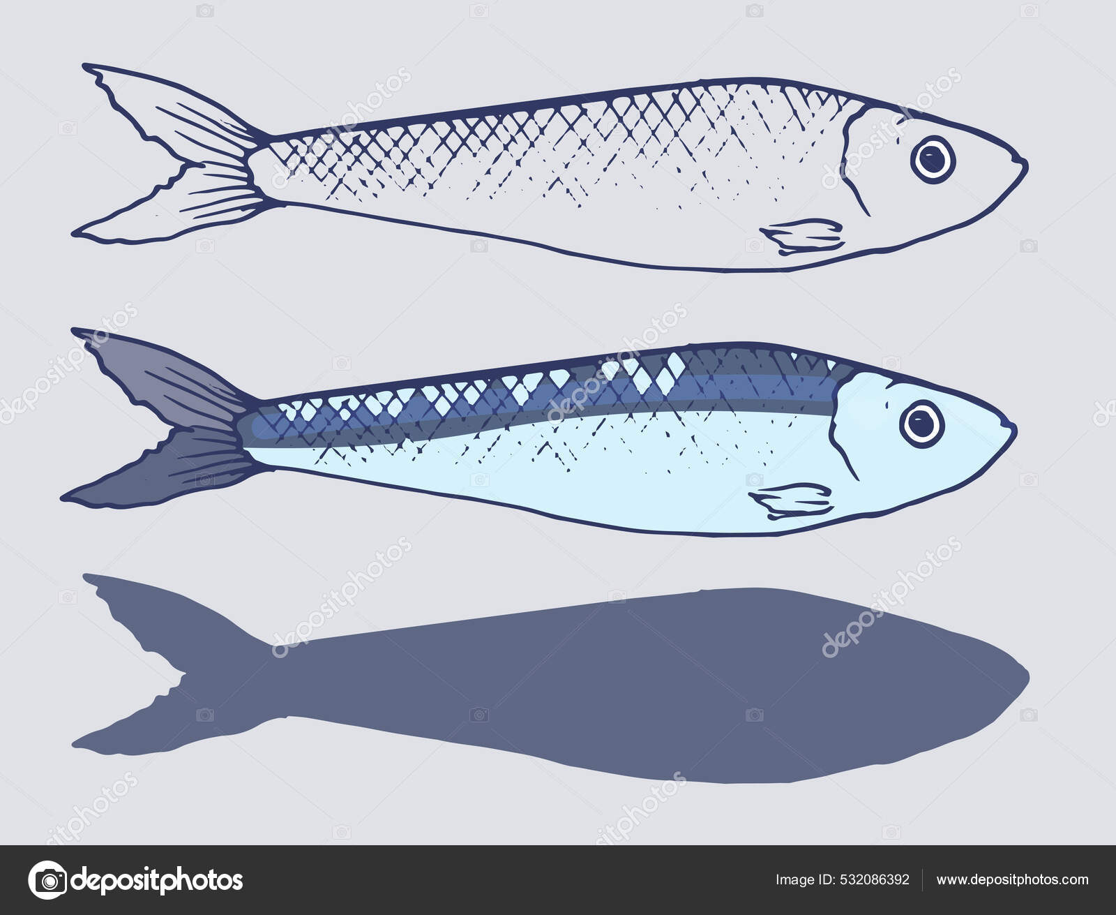 Sardine Fish Vector