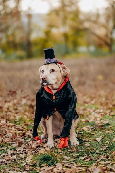 Labrador dog dressed in a costume for the celebration of Halloween. A ...