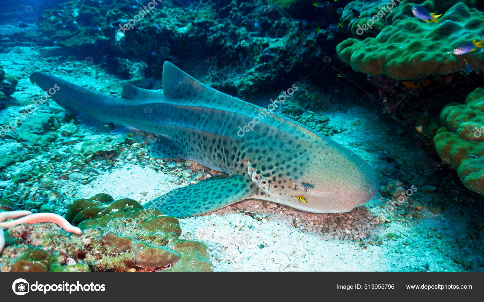 Underwater Photo Leopard Shark Also Known Zebra Shark Coral Reef ...