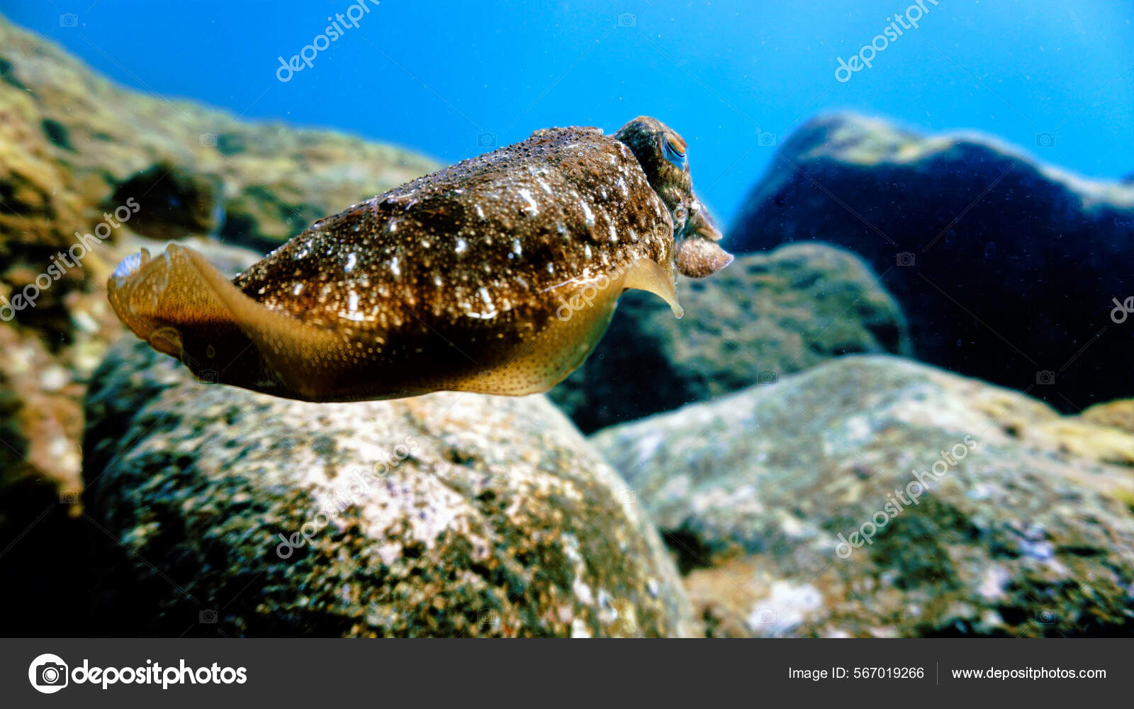 Cute Cuttlefish Can Cuttlefish Ink Be "bear Spray" Against Sharks?