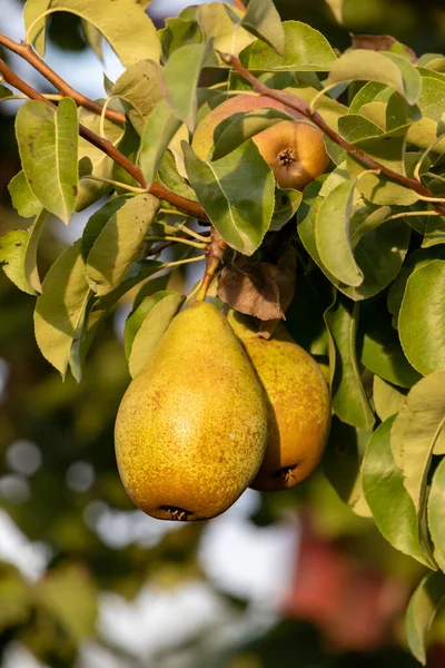 Pear tree. Pears on a tree in a garden on a sunny August day. - Stock ...