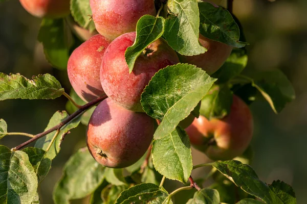 Apple tree. Apples on a tree in a garden on a sunny August day. - Stock ...