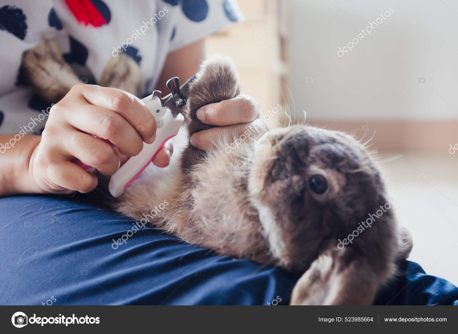 Owner Trimming Nails Her Pet Cute Rabbit Domestic Rabbit Lying — Stock ...