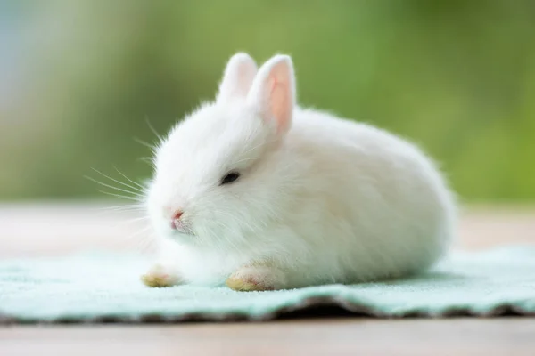 Really Cute White Baby Bunnies