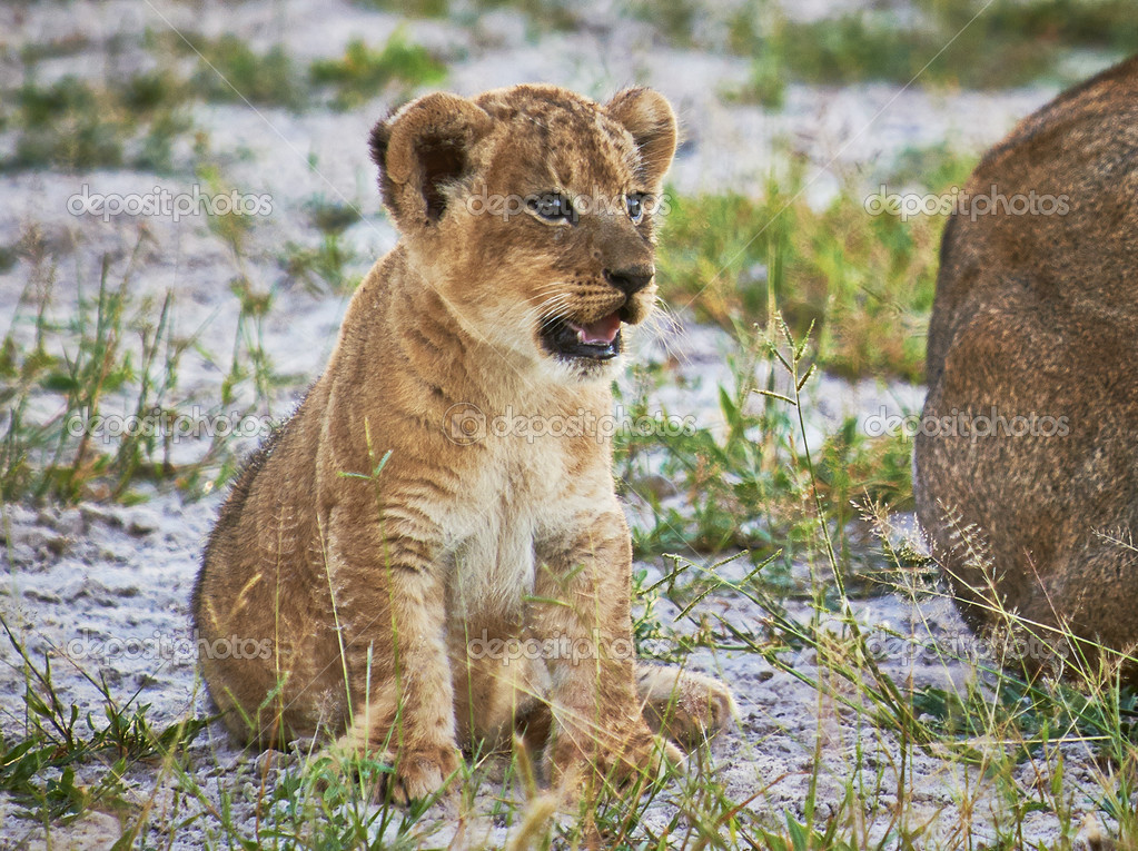 Cachorro de León recién nacido — Foto de stock © JuRitt #51530133