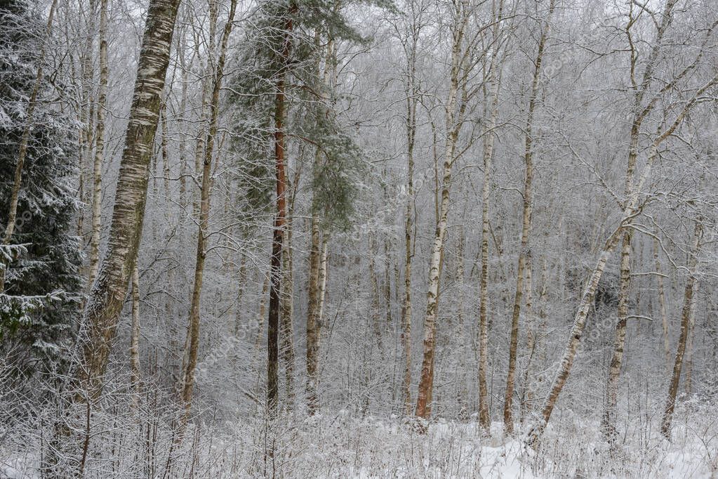 En un bosque de abedules nevados. Las ramas de los rboles est n abundantemente cubiertas de ...