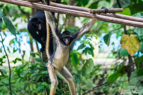 Spider Monkeys Playing