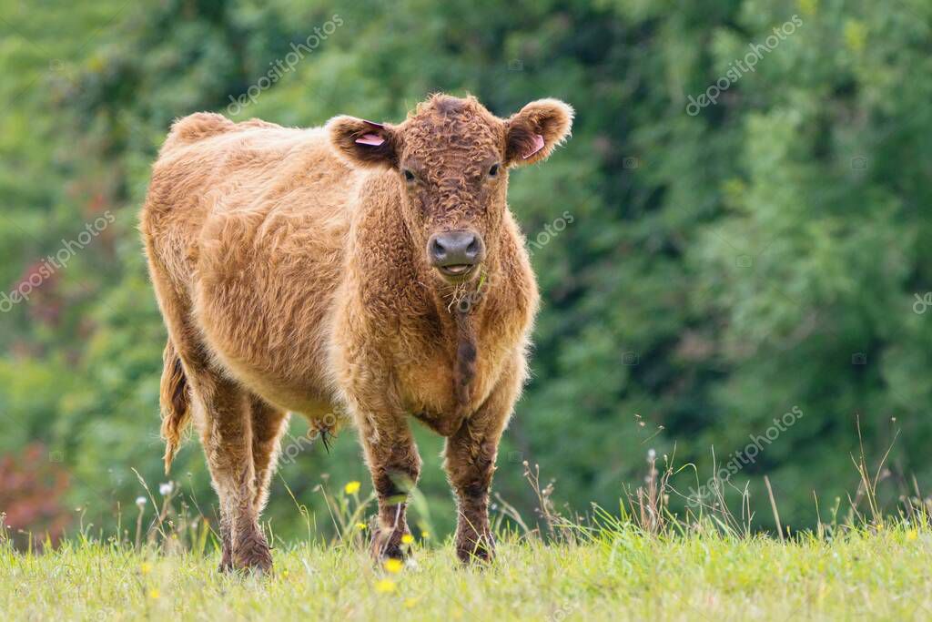 Vaca: el ganado de Galloway, una raza escocesa de ganado vacuno, que ...