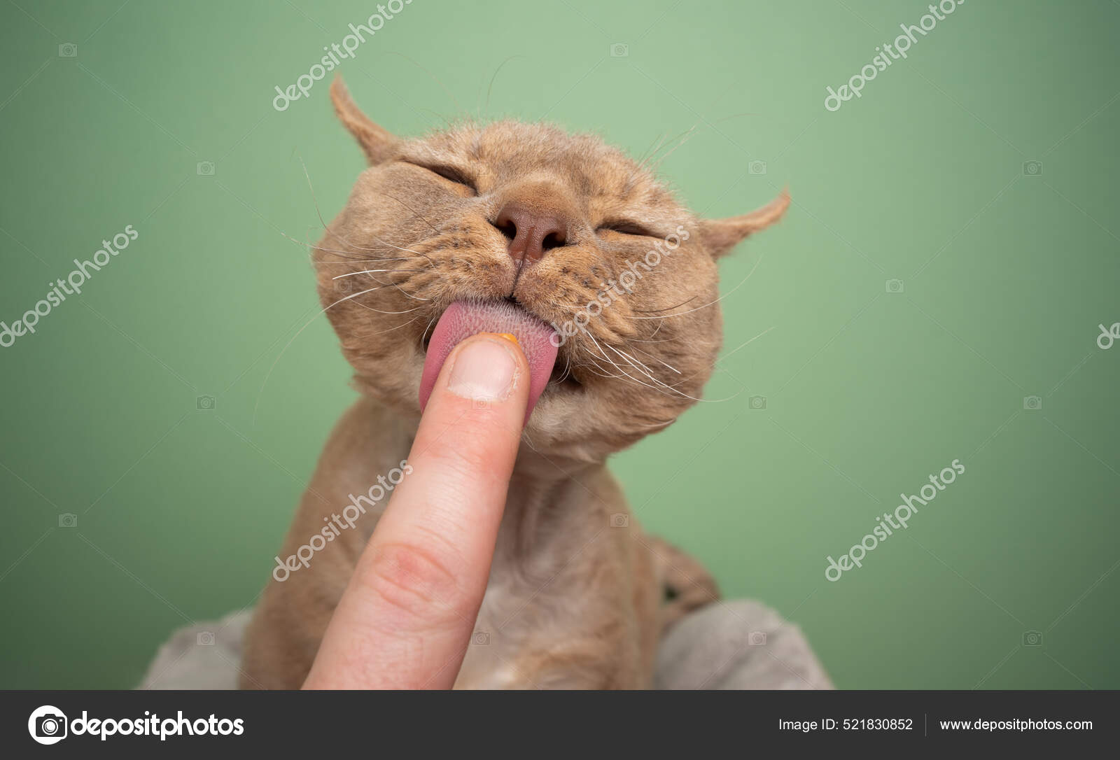 Cute devon rex cat licking finger of human hand on green background ...