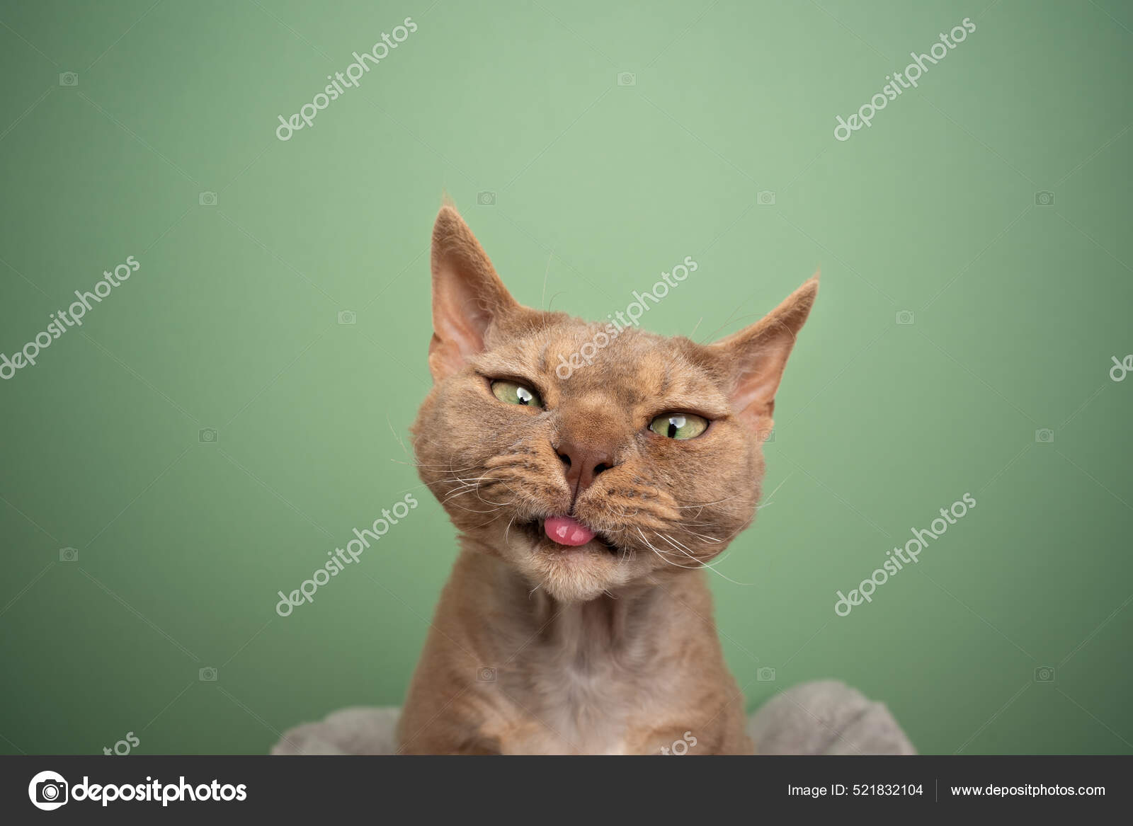 Funny Angry Cat Face